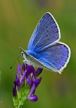 Christine J Mroz — Pollock-Randall Funeral Home - Port Huron, MI