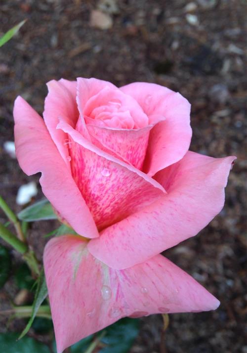 Sally M Brockitt — Pollock-Randall Funeral Home - Port Huron, MI